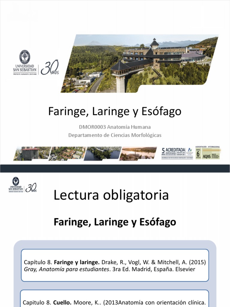 Clase 30 Faringe-Laringe-Esófago - DMOR0003 | PDF | Laringe | Anatomía ...