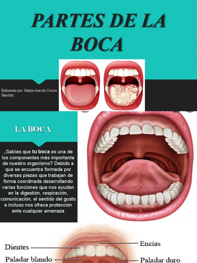 Partes de la Boca y su Función | PDF | Boca | Gusto