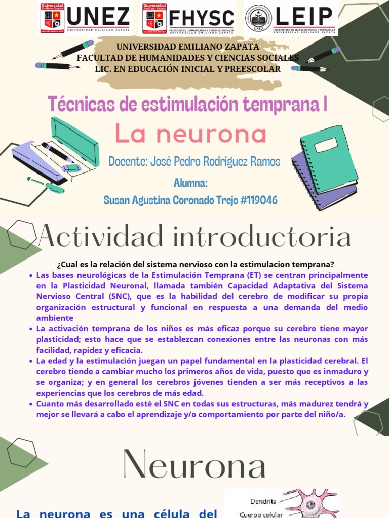 La Neurona | PDF | Neurona | Mielina