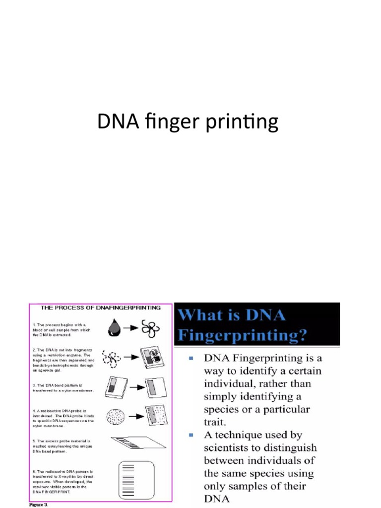 DNA Finger Printing | PDF