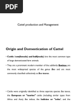 Cow Taxonomic Classification | PDF