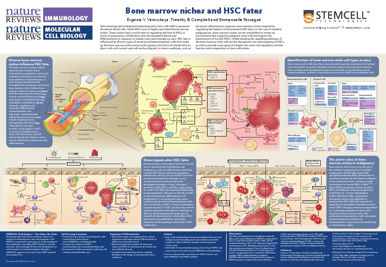 Bone Marrow Niches HSC Fates | PDF | Hematopoietic Stem Cell ...