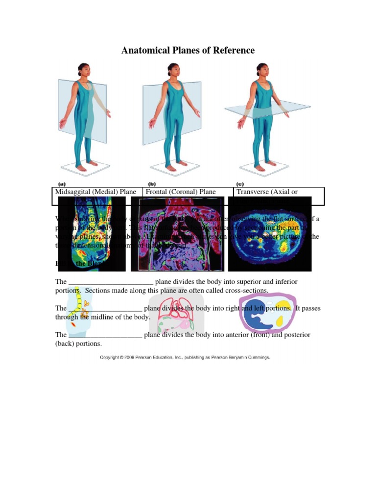 Anatomical Planes of Refe | PDF | Wellness | History