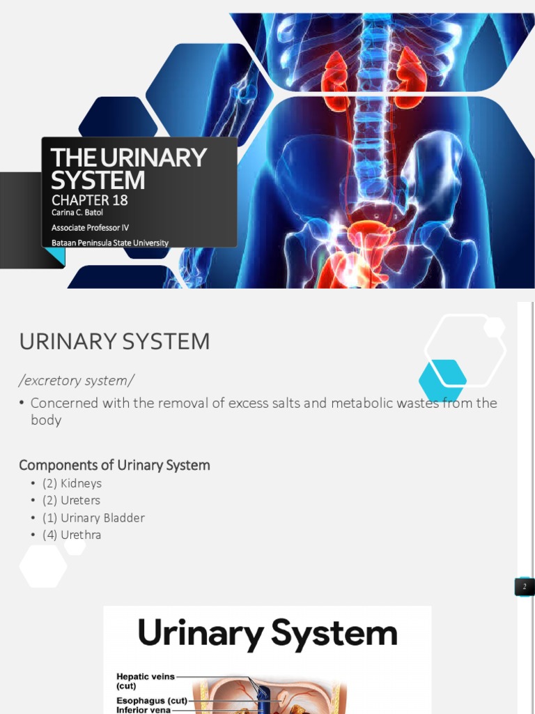 Overview of the Urinary System | PDF | Kidney | Angiotensin