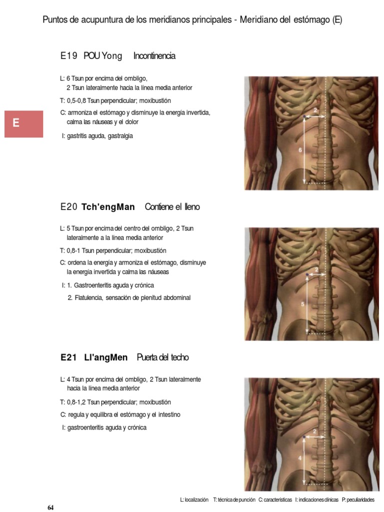Puntos de acupuntura del meridiano del estómago y sus usos para tratar problemas gástricos e ...