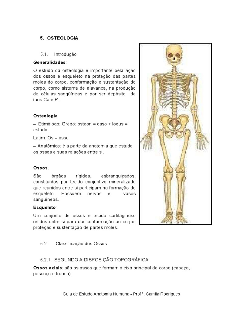 Estudo da Osteologia Humana | PDF | Osso | Coluna vertebral