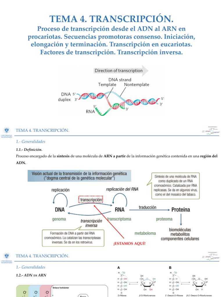 Tema 4. Transcripción | PDF | Rna | Adn