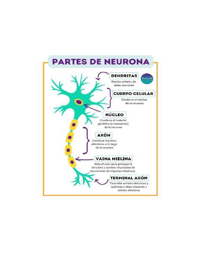 Neurona Con Sus Partes | PDF