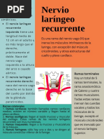 Inervación de La Laringe | PDF