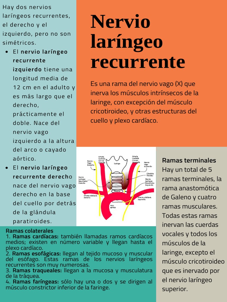 Nervio laríngeo recurrente | PDF