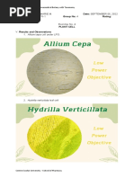 EXERCISE 15 Botany Lab | PDF | Plant Stem | Botany