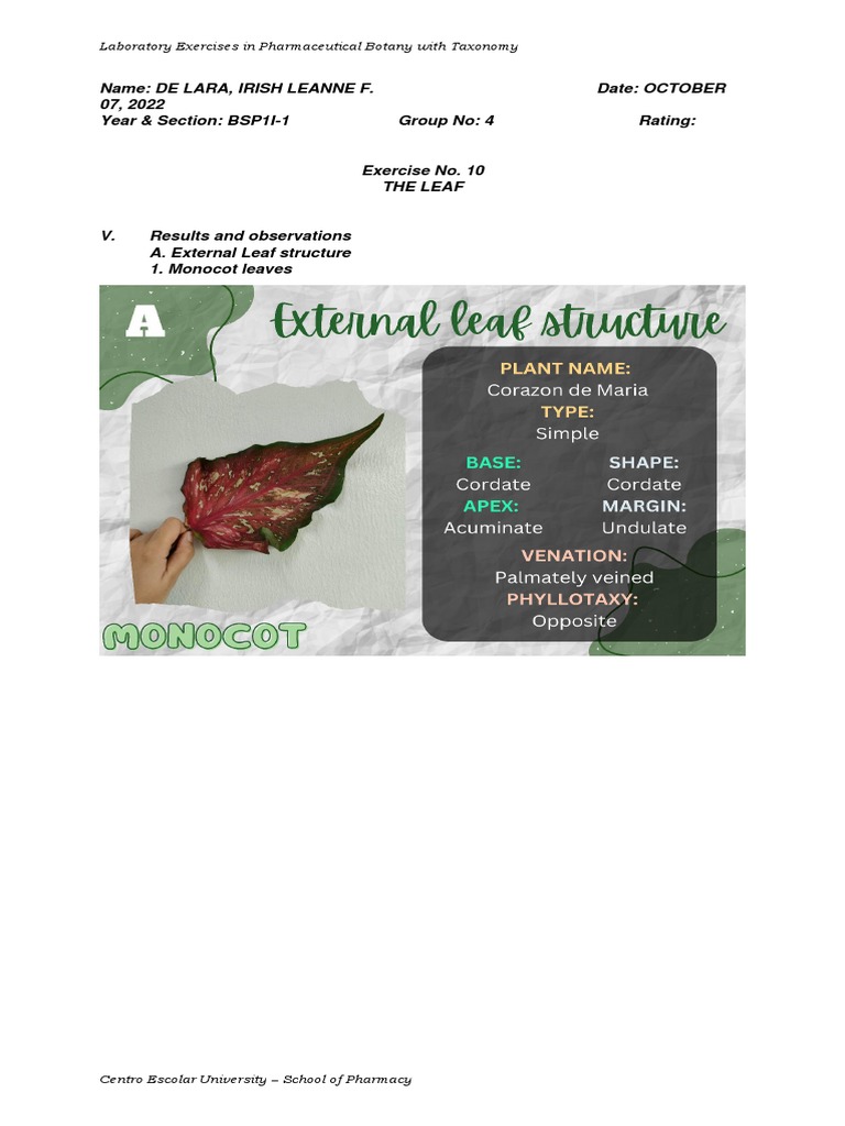 Experiment-10-The-Leaves-Worksheets de Lara | PDF | Leaf | Plants