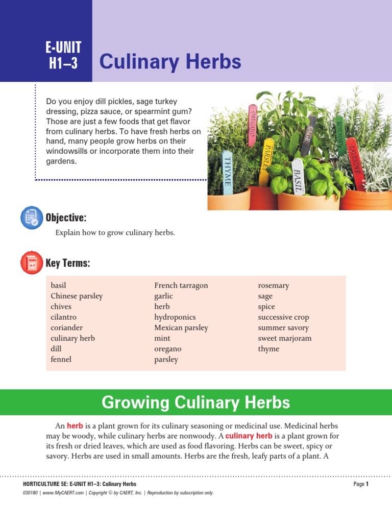 Culinary Herbs Pdf Coriander Dill