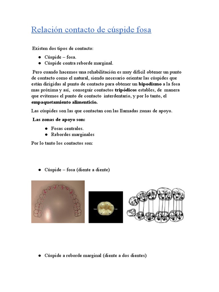 Oclusion Fosa Cuspide | PDF | Anatomia dental | Diente