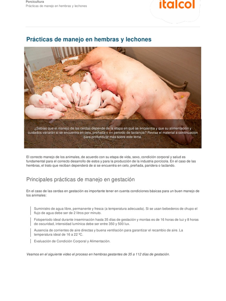 Practicas de Manejo en Hembras y Lechones-64124a8e665d5 | PDF | Parto ...