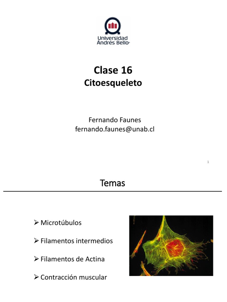Citoesqueleto | PDF | Microtúbulos | Actina