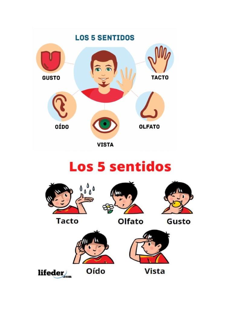 Los 5 Sentidos | PDF
