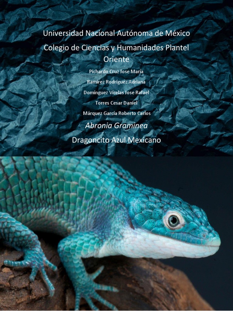 Dragoncito Azul Mexicano - 354 | PDF