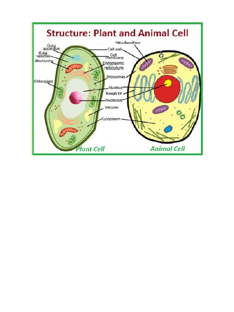 Animal and Plant Cell | PDF