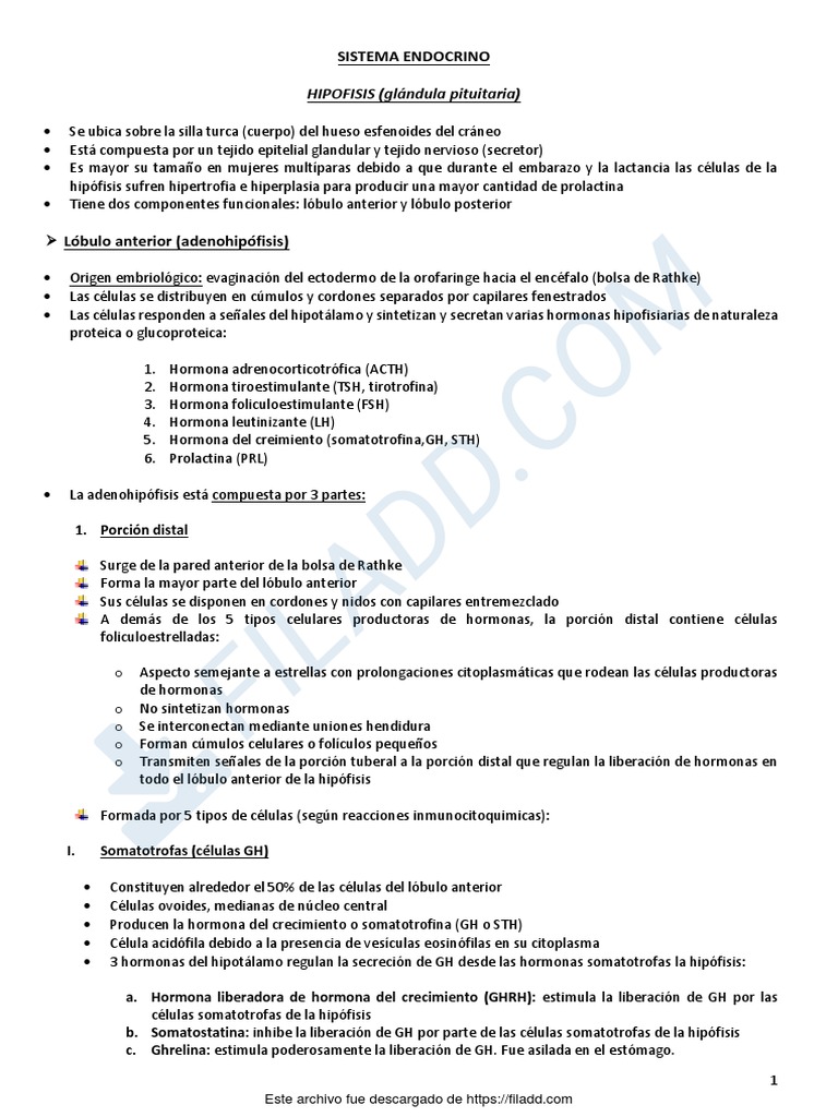FIL ADD: Lóbulo Anterior (Adenohipófisis) | PDF | Glándula pituitaria | Páncreas