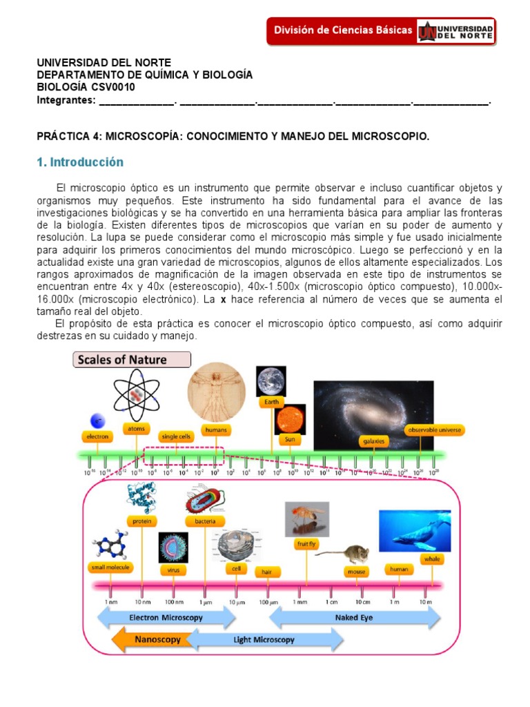 Uso y Manejo del Microscopio Óptico | PDF | Microscopio | Óptica