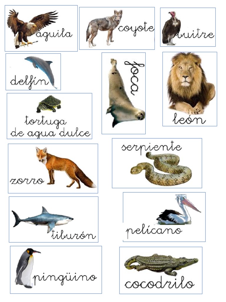 Animales Carnívoros Imagenes | PDF