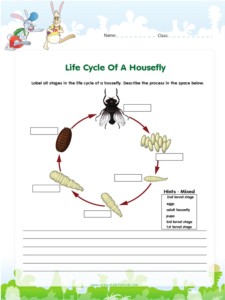 Housefly Life Cycle Diagram Worksheet | PDF