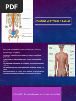 Anomalías de Transición Lumbosacra Por Tc. Método Castellvi | PDF ...