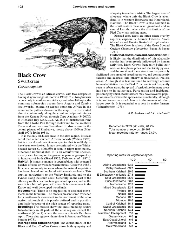 Black Crow: Swartkraai | PDF | Southern Africa | Birds
