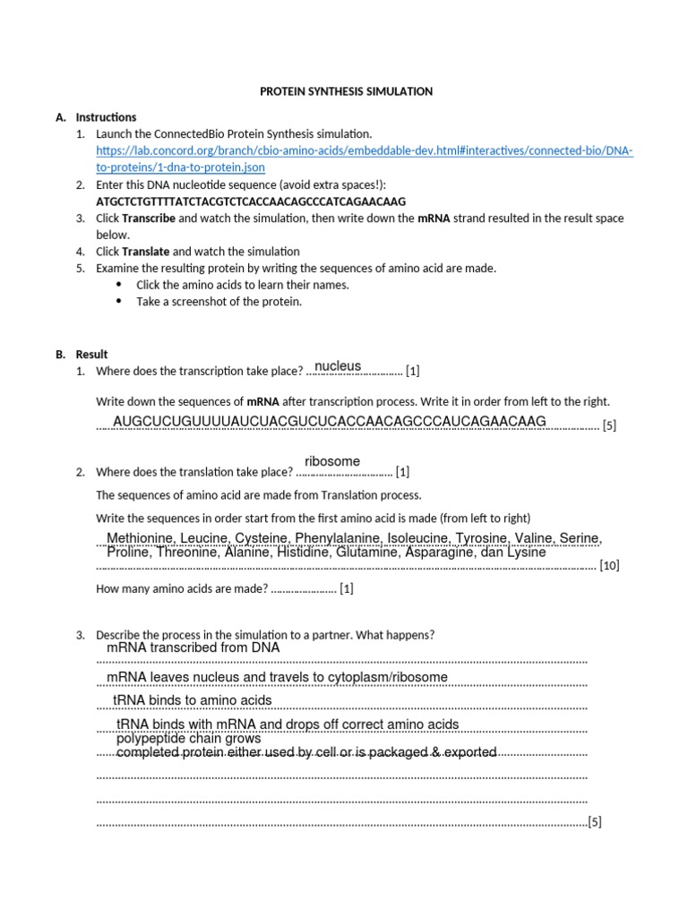 Ariq Ruchiat - Protein Synthesis Simulation | PDF | Biosynthesis | Translation (Biology)