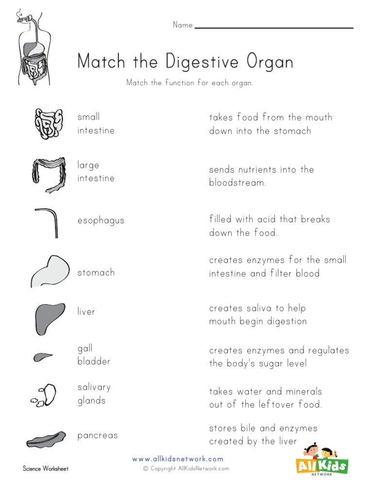 Match Digestive Organ Worksheet | PDF | Human Digestive System | Digestion
