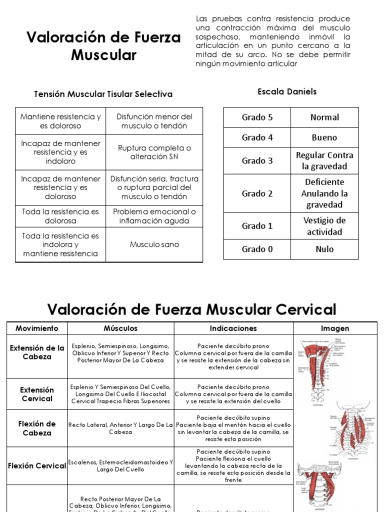 Fuerza Muscular | PDF | Hombro | Tobillo