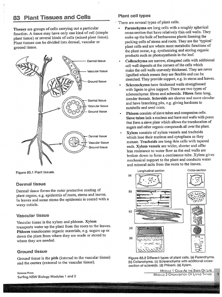 4.2 Plant Tissues | PDF