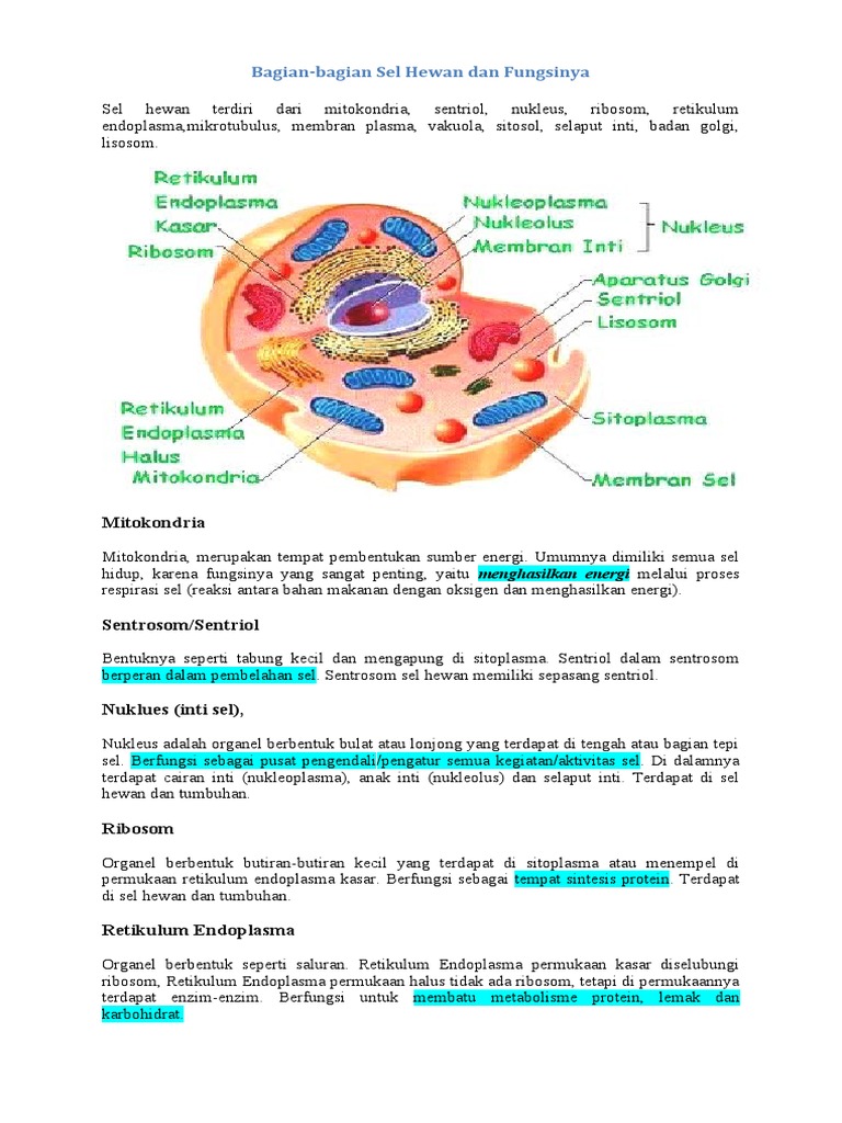Bagian Bagian Sel Hewan Dan Fungsinya | PDF