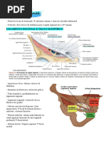 Anatomia da Cavidade Abdominal e Peritônio | PDF | Esôfago | Estômago