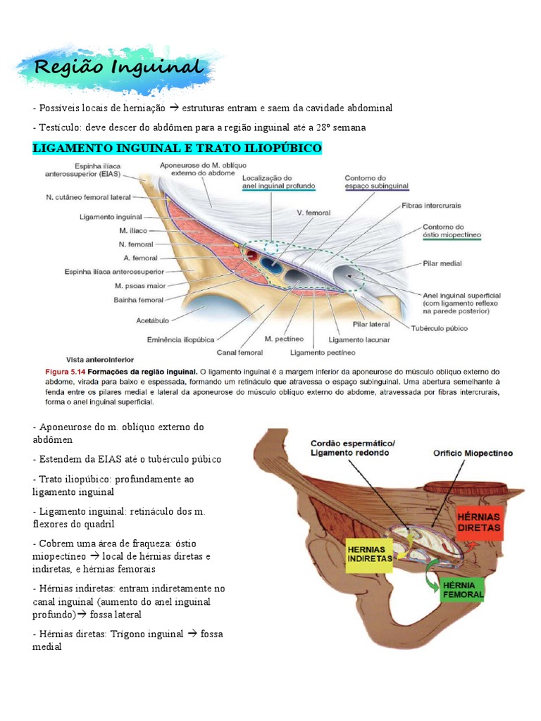 Anatomia da Região Inguinal | PDF | Estômago | Fígado