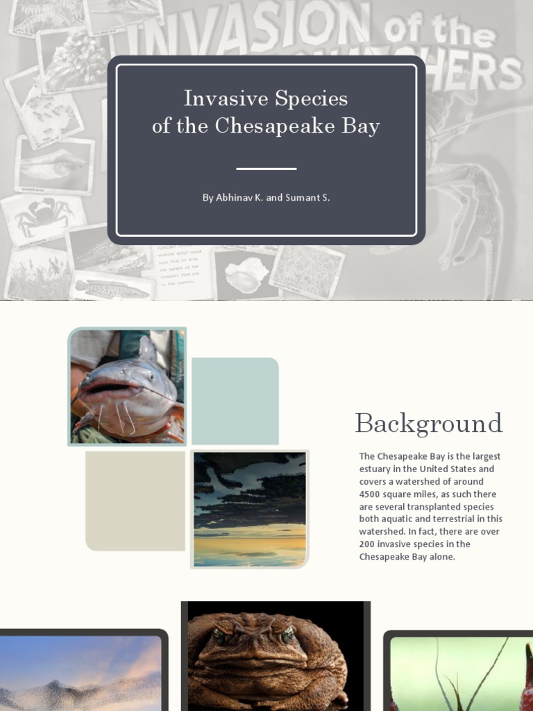 Invasive Species of The Chesapeake Bay | PDF | Invasive Species | Predation