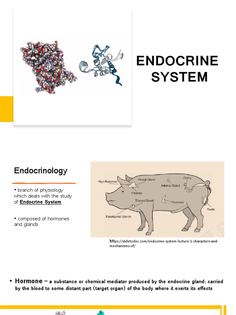 Endocrine System Animal Science | PDF | Endocrine System | Pituitary Gland