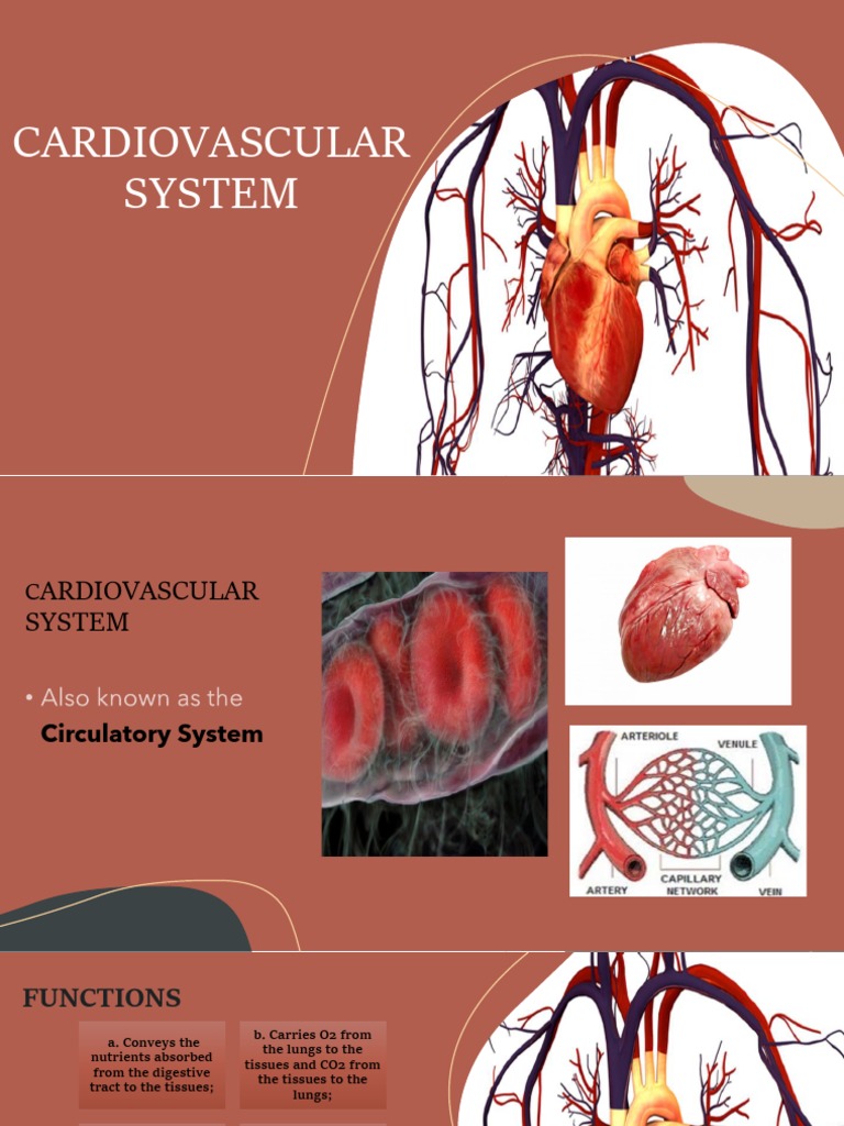 Cardiovascular System Animal Science | PDF | Blood | Respiratory System