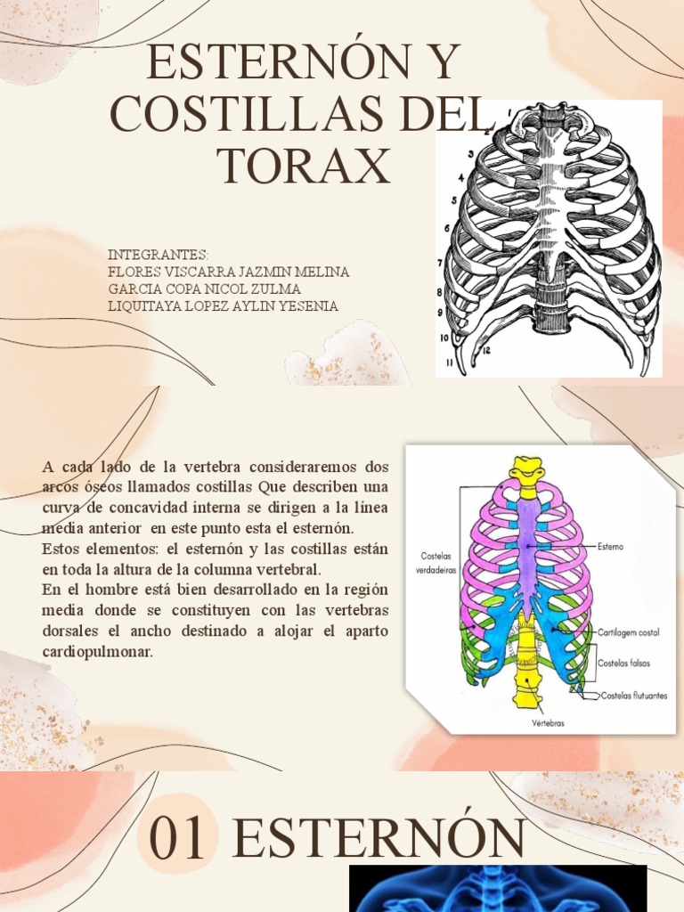 Esternón Y Costillas Del Torax | PDF | Sistema musculoesquelético ...