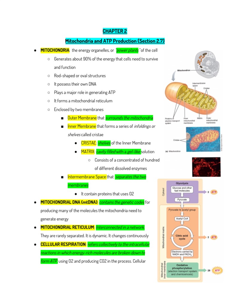 Biology 212 Readings Pdf Mitochondrion Cell Membrane