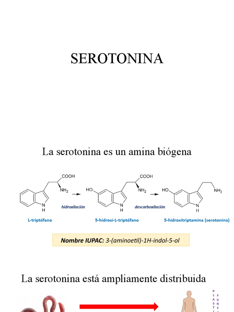 Funciones y Receptores de la Serotonina | PDF