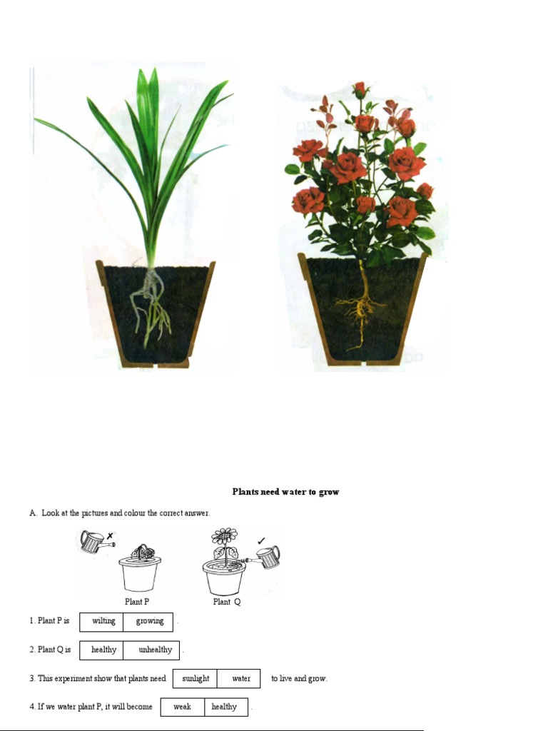 Plants Need Water To Grow | Download Free PDF | Plants | Botany
