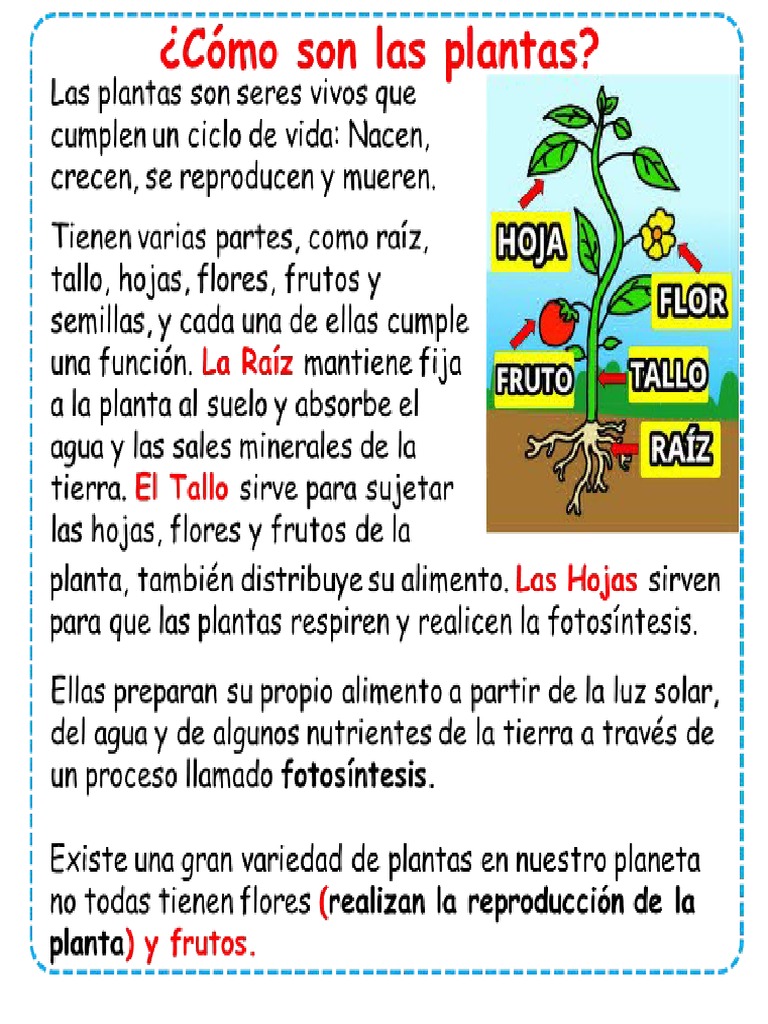Necesidades de Las Plantas | PDF