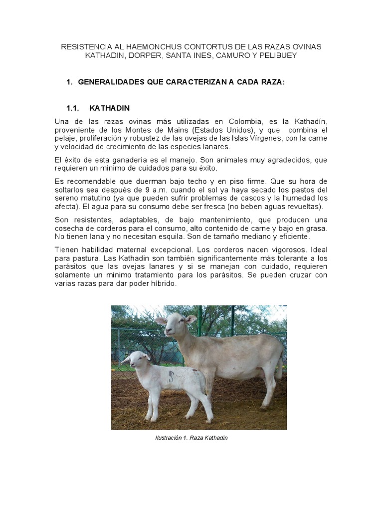 Resistencia Al Haemonchus Contortus de Las Razas Ovinas Kathadin | PDF | Oveja