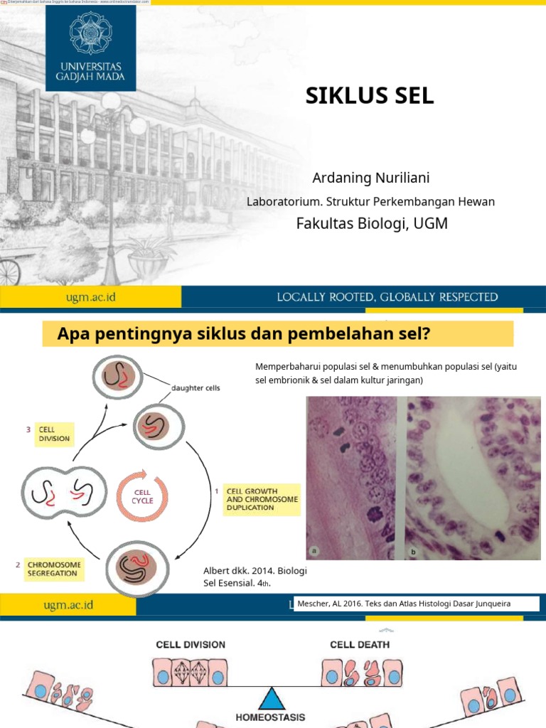 Siklus Sel: Fakultas Biologi, UGM | PDF
