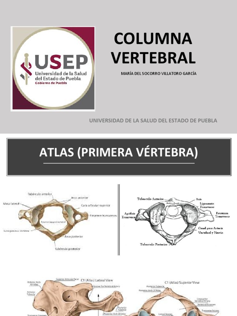 Columna Vertebral | PDF