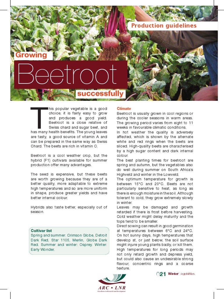 Beetroot Growing Guide: Tips & Best Practices | PDF | Beetroot | Mulch