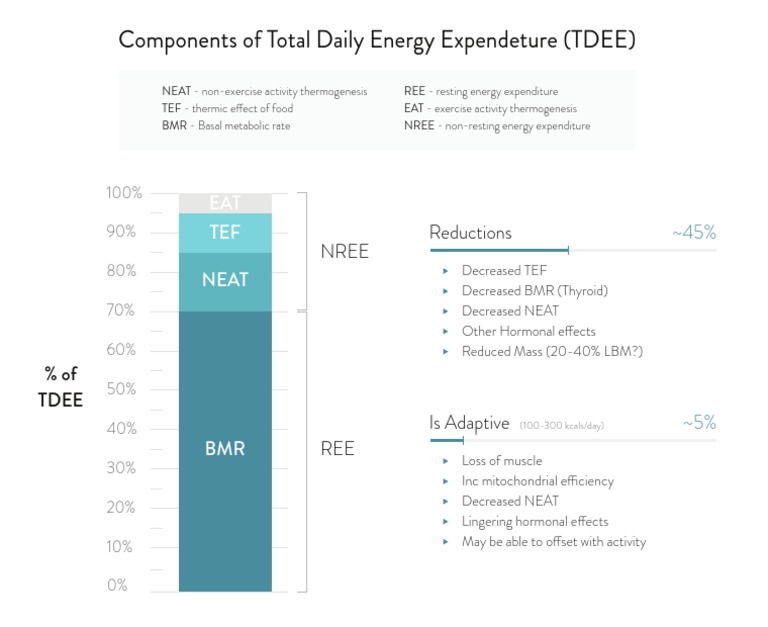 Components of Total Daily Energy Expendeture (TDEE) : EAT TEF Neat | PDF