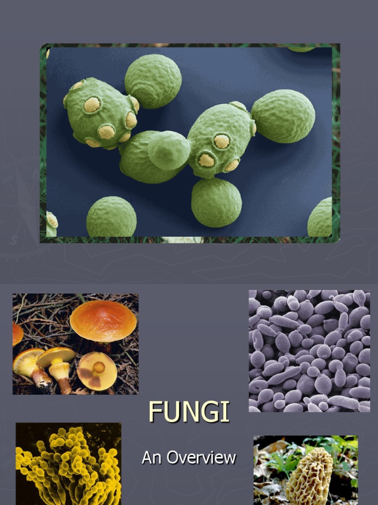 Bab 6 Fungi Pdf Fungus Sexual Reproduction
